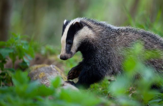 Blaireau européen - Parc naturel Loire Anjou Touraine