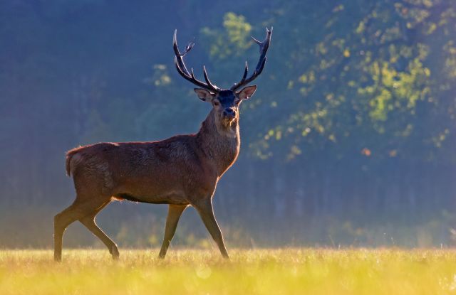 Cerf élaphe - Parc naturel Loire Anjou Touraine